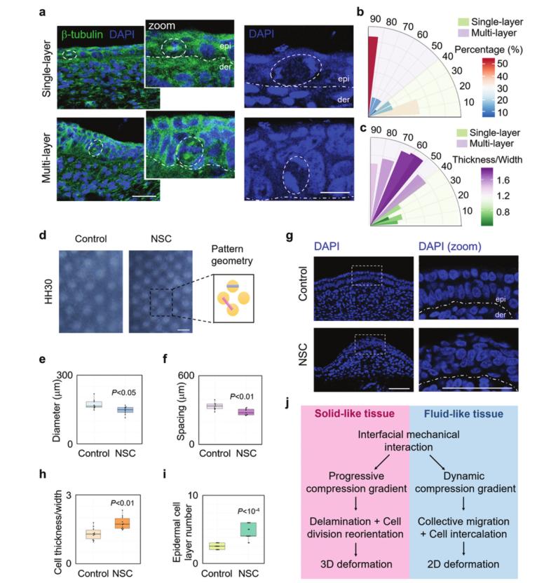 AbMole Scientific Research-Self-organization of Interfacial Mechanical ...