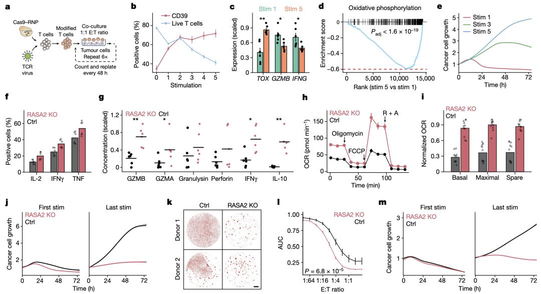"Nature": Knockout of RASA2 can inhibit T cell exhaustion and make T ...