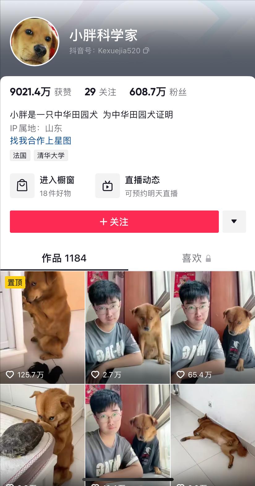 The Internet celebrity "Puppy Xiaopang" was suspected of abusing dogs ...