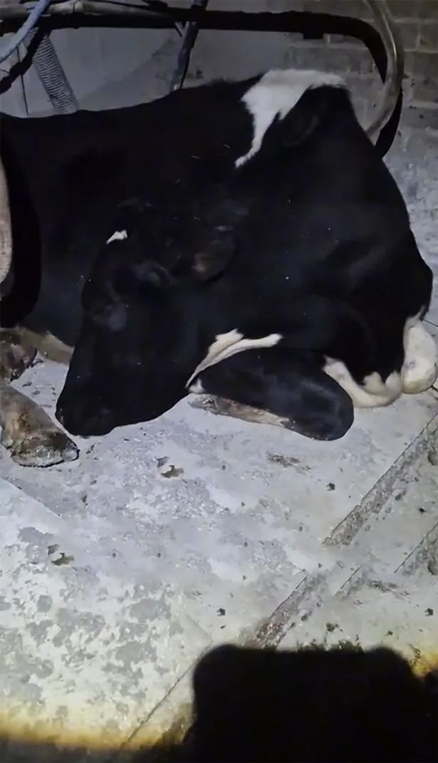 In order to avoid milking in the morning, cows pretend to sleep and ...