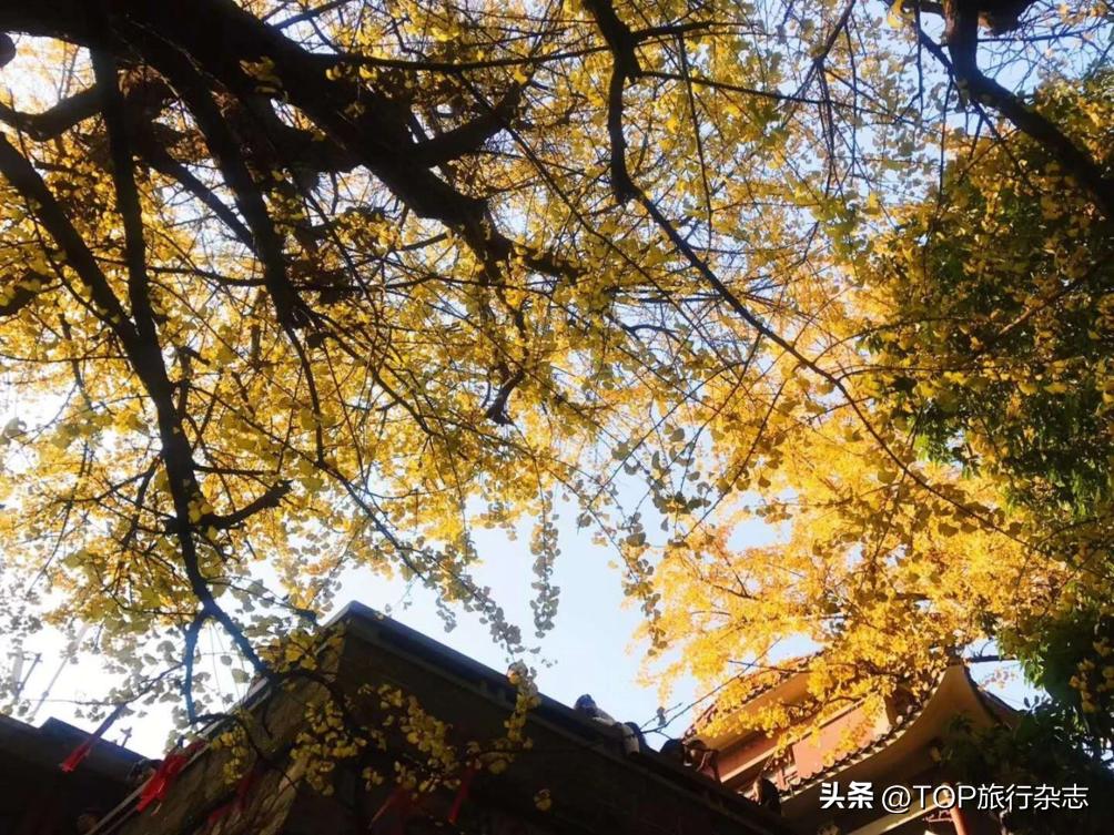 The golden ginkgo is about to strike, please check this Changsha autumn ...