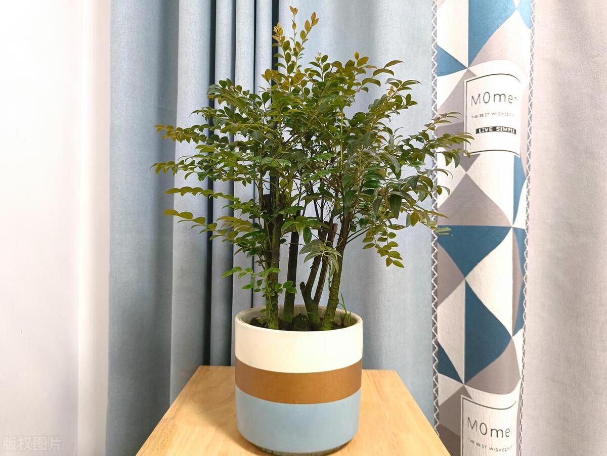 Little knowledge - iNEWS