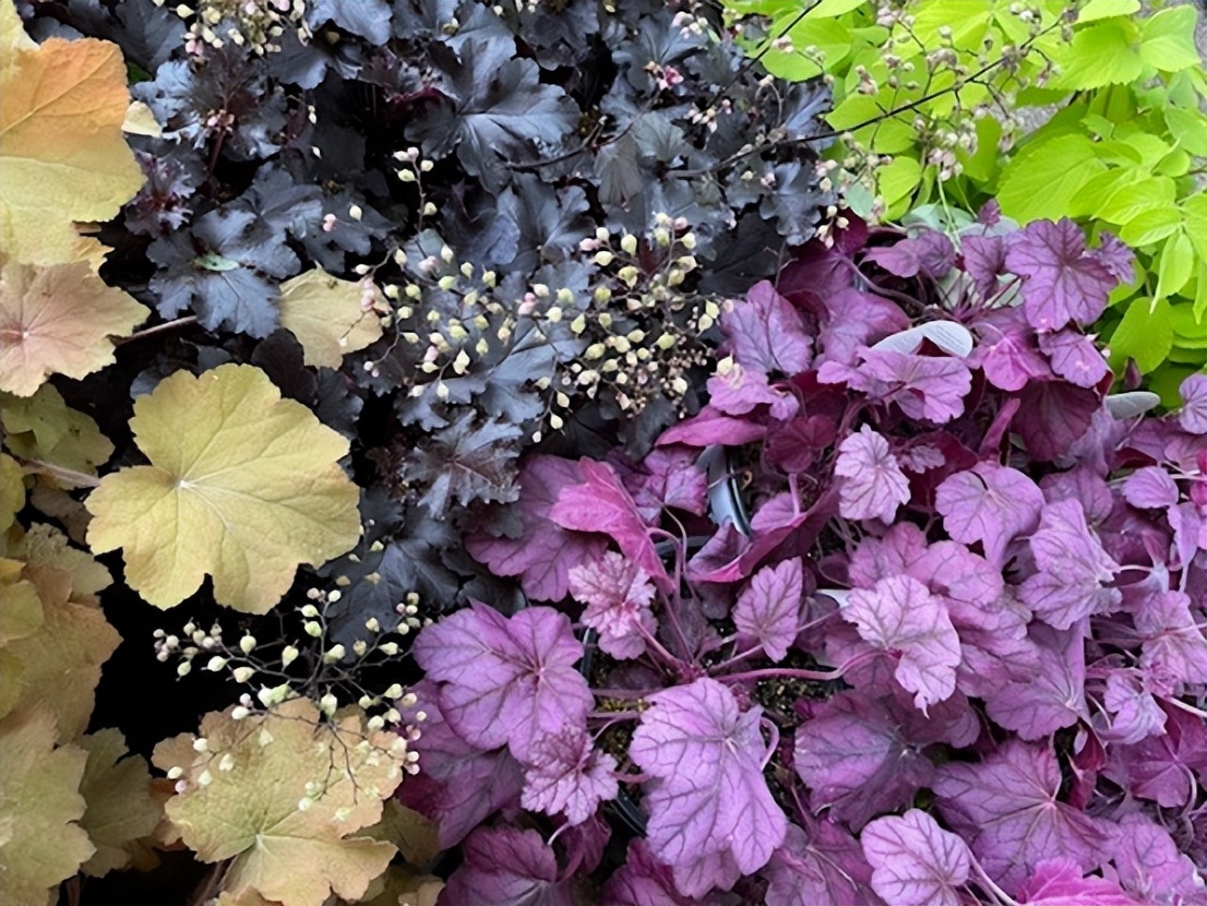 Alum root - a palette in the garden - iNEWS