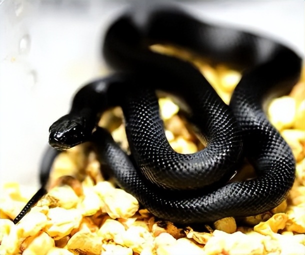 Black King Snake: A Way of Survival with Both Beauty and Defiance - iNEWS