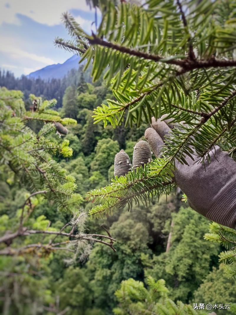 83.4 meters high!Why won't this "highest tree in China" be blown down ...