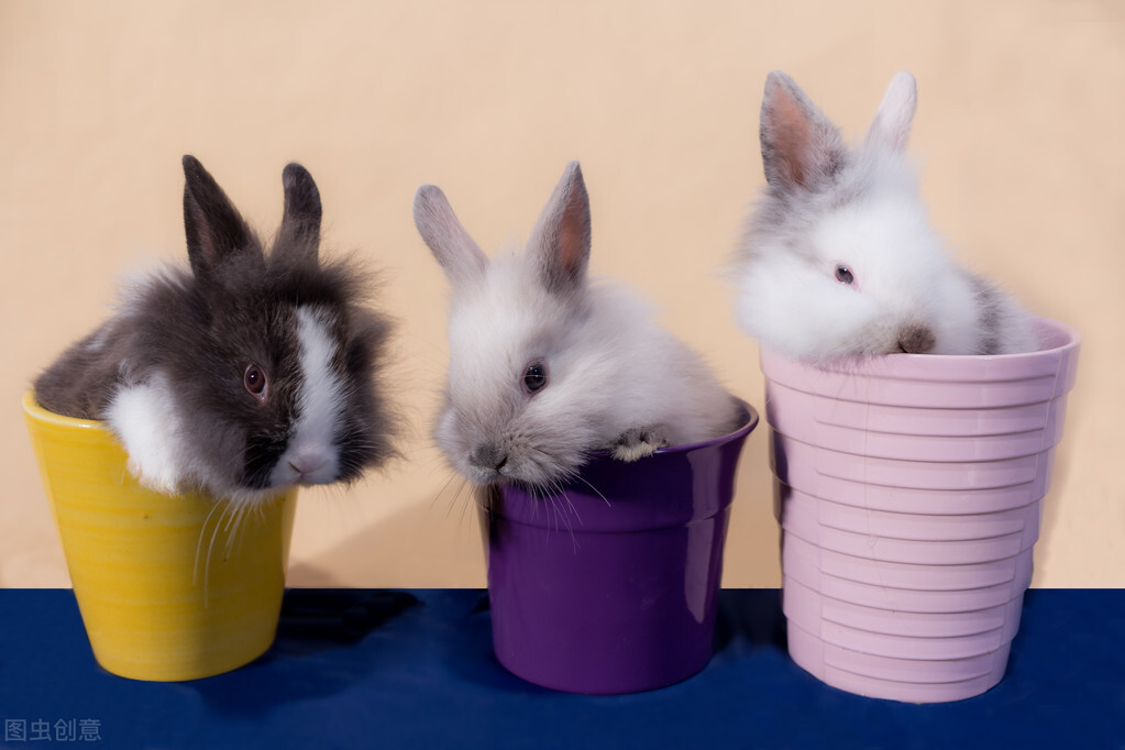 Rabbit hasn't pooped all day - iNEWS