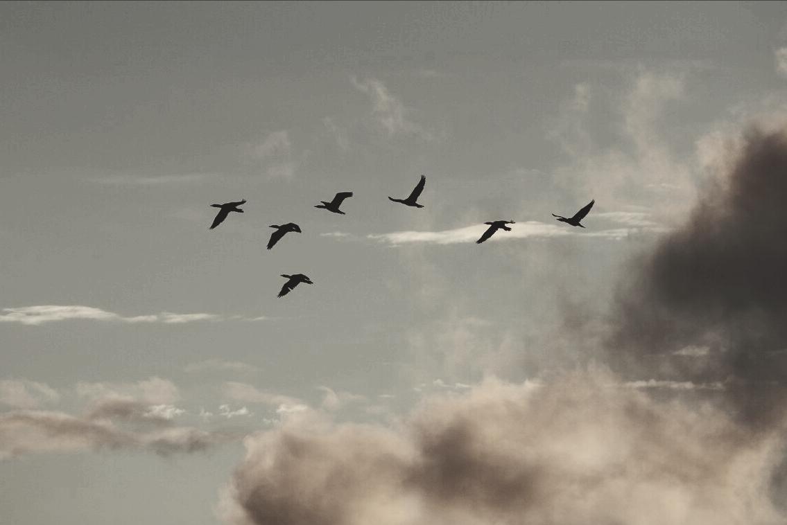 Poems in Winter (131) "Birds Flying Away" - iNEWS
