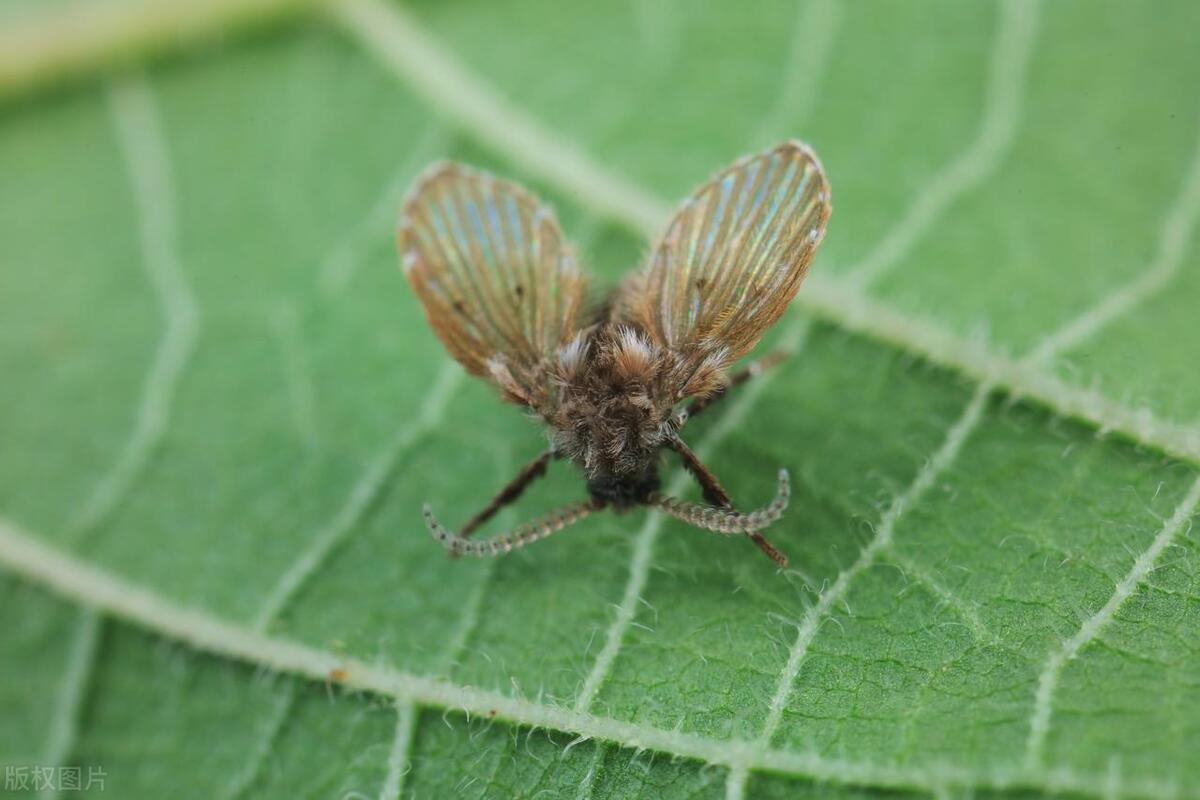 Moth gnats are also called moth midges. They often appear in the ...