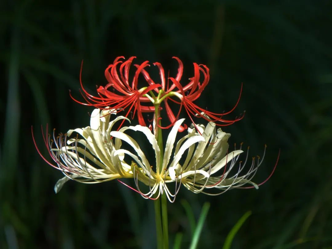 Hangzhou Botanical Garden in early autumn, blooming other shore flowers ...