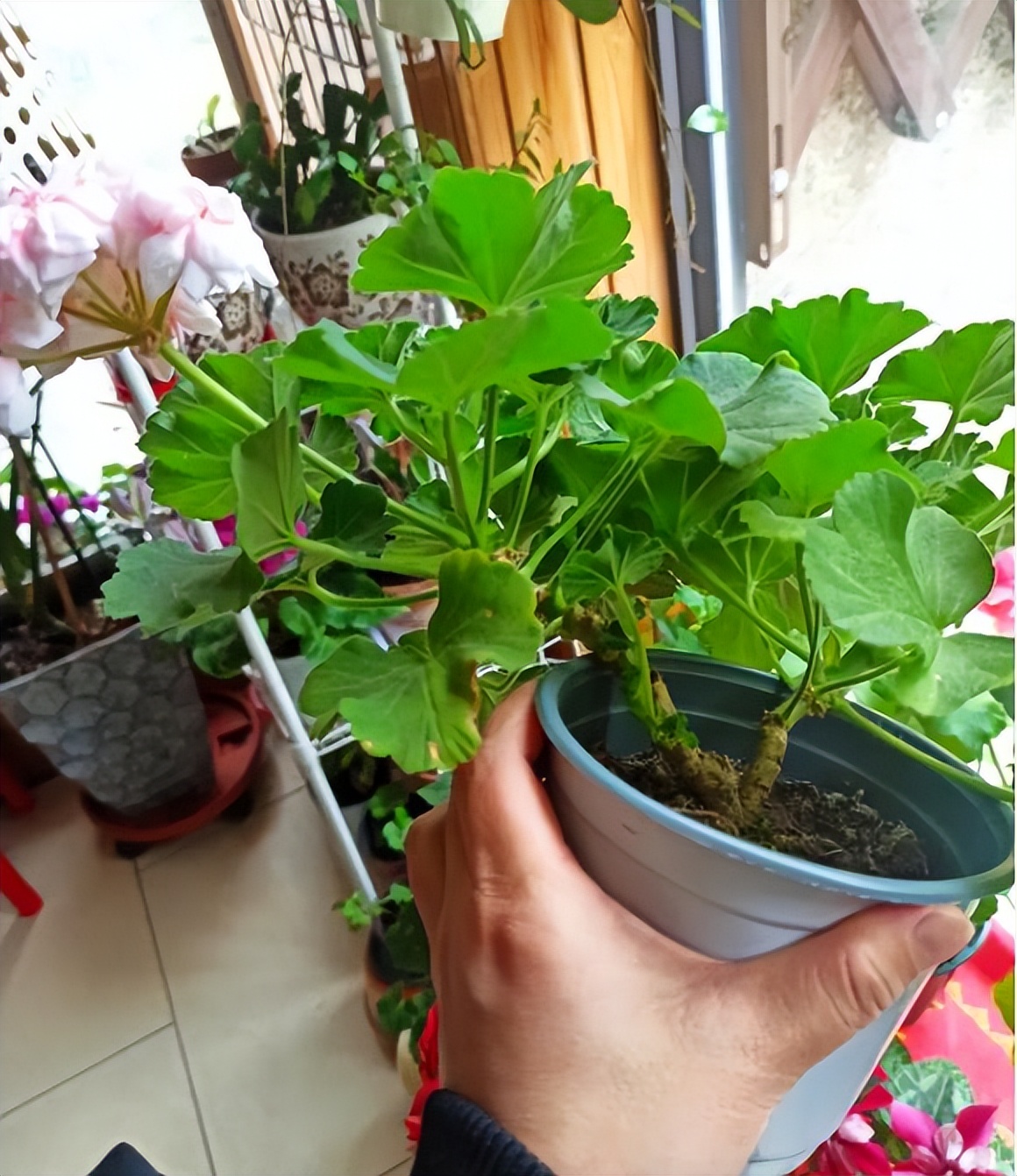 How to grow geraniums with "beauty"? You must learn to "cut" first, and then "raise" - iMedia