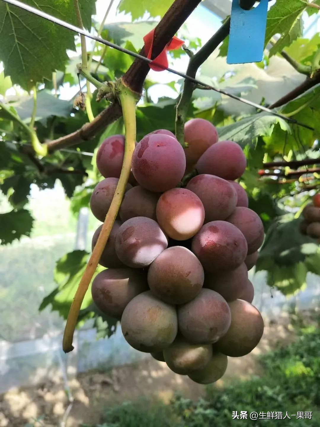 Queen Nina, romantic ruby, romantic red grape, who is the real king - iNEWS