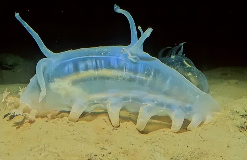 Sea Pigs: The Angels of Wisdom in the Ocean - iNEWS
