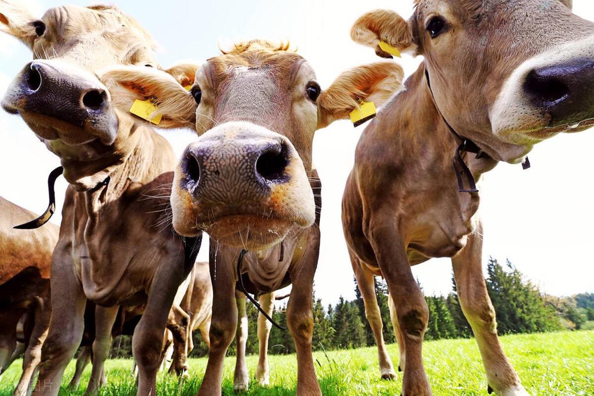 Do animals get stressed? - iMedia