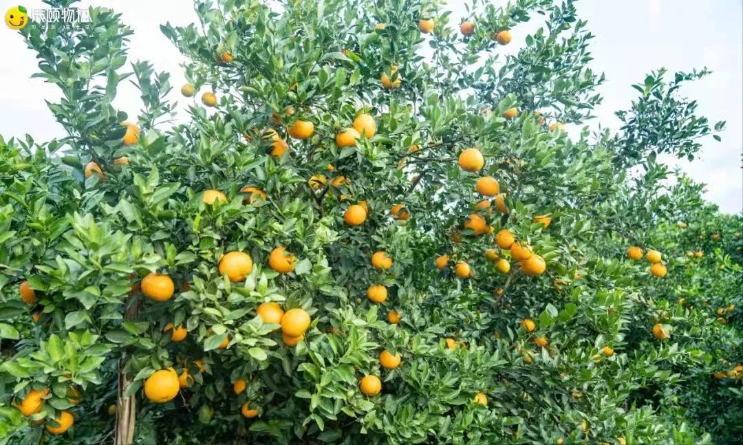 The Story of Chenyi: The emperor of Guangxi's orange peel is thin and ...