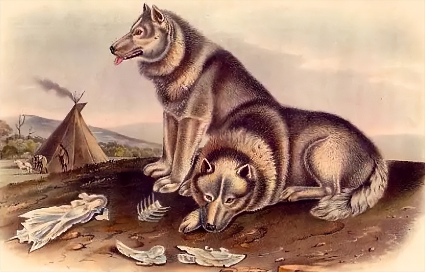 From Wild to Loyal Companion: A Journey Through the History of Dog ...
