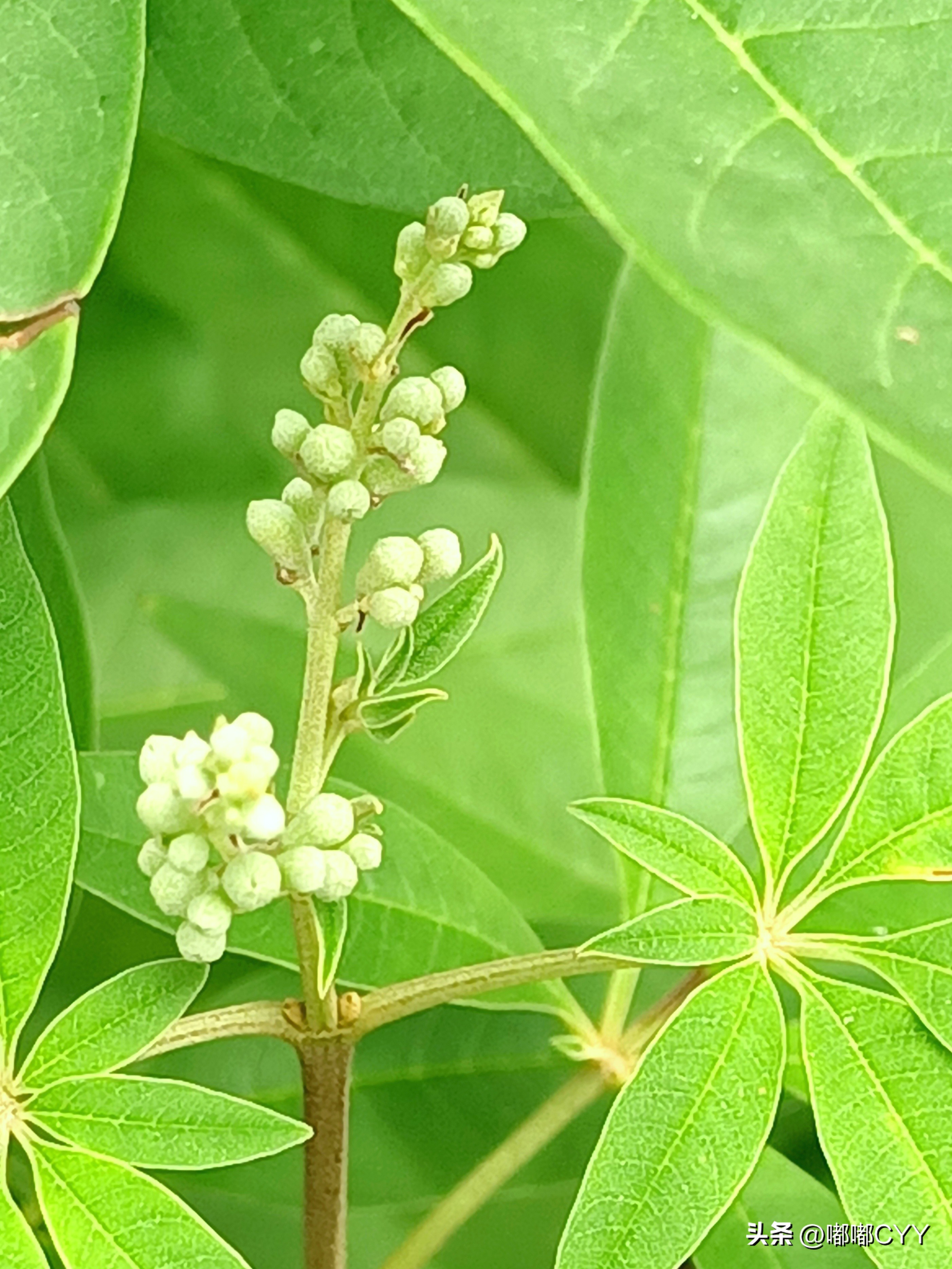 Why is Shanghai dialect "unpopular"? - iMedia