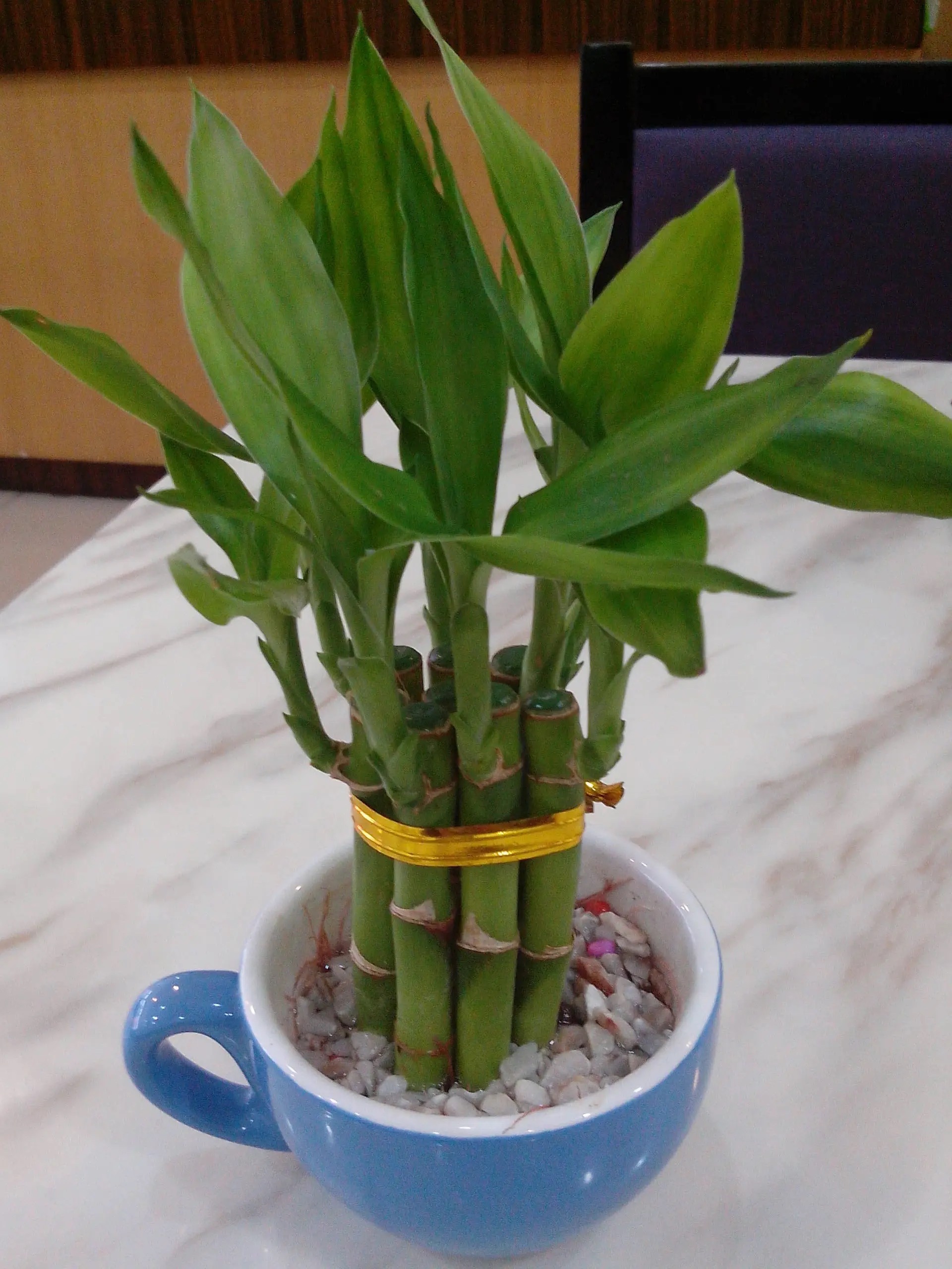 Hydroponics Lucky Bamboo, the master uses "one trick", it is green and ...