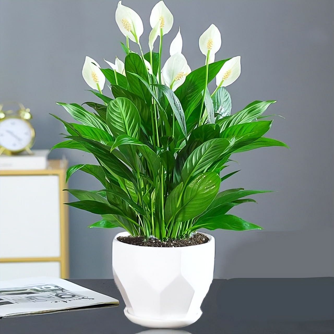 5 kinds of "transit flowers", easy to grow and beautiful, put a pot at ...