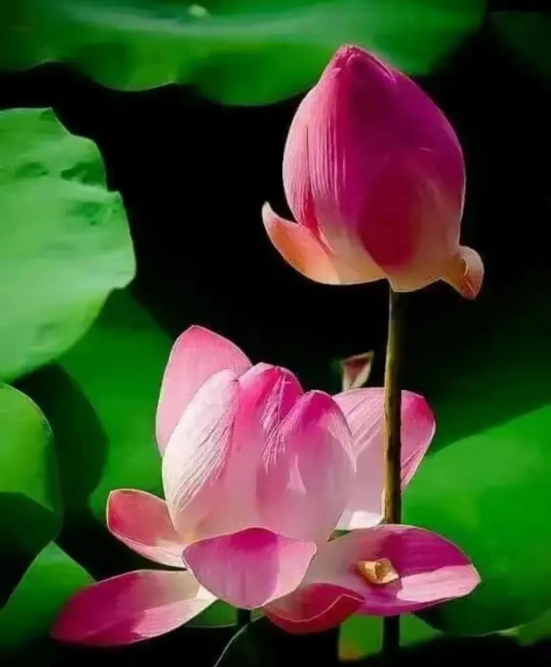 Do you know the ten elegant names of lotus? This lotus poem by Su Shi ...