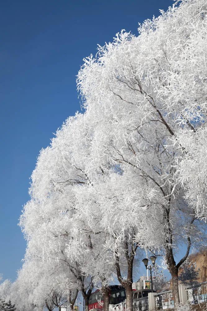 Beautiful rime, a wonder in the world, like a fairyland - iNEWS