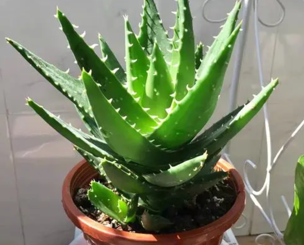 5 kinds of beautiful plants, tenacious vitality "not to die", easy to ...