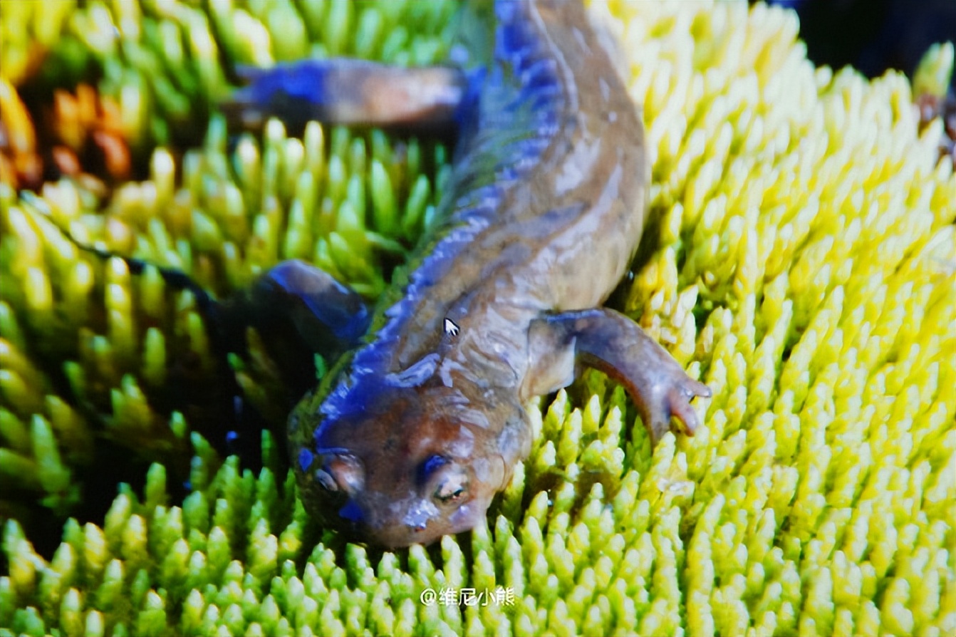 Secret: The Xinjiang water monster with three backs, more than 10 ...