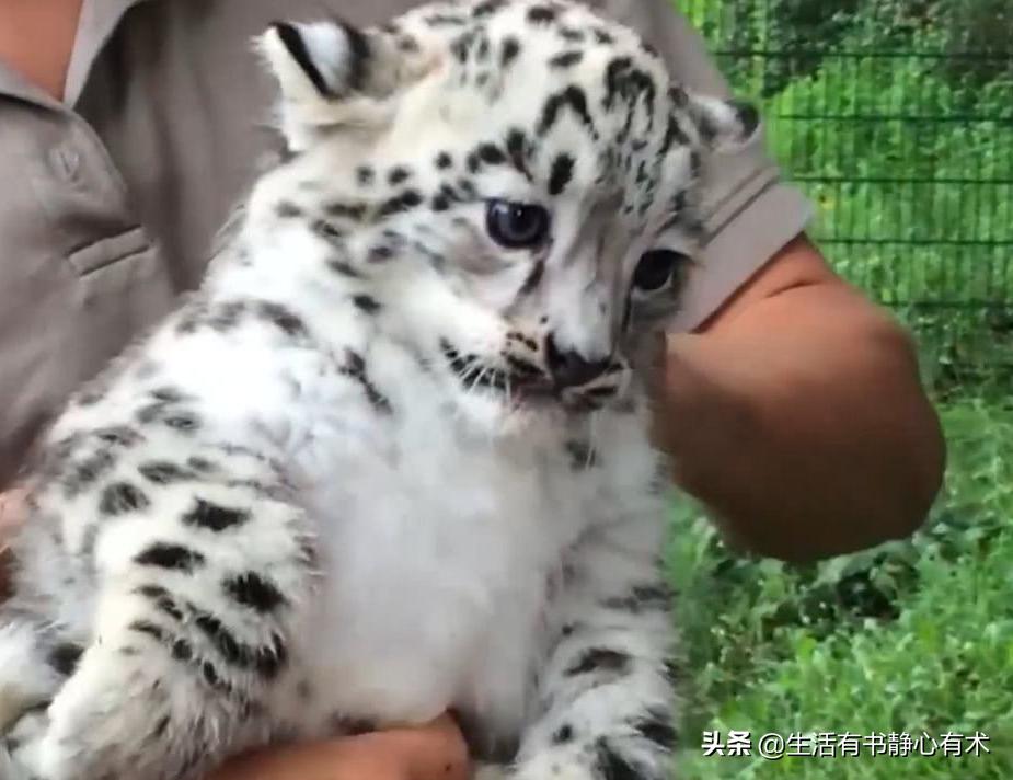 Increase knowledge, the real Tigger "Snow Leopard" - iNEWS