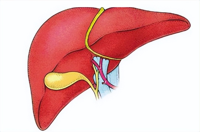 What are the manifestations of liver and gallbladder damp heat? Chinese ...