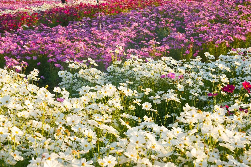 Come check in!Huangshan Supply and Marketing April Countryside Flower ...