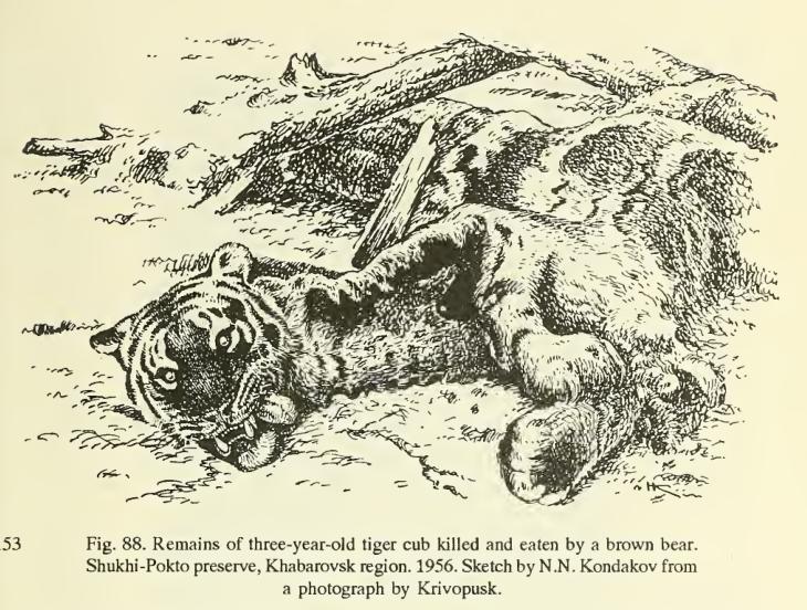 The brown bear with "short teeth and blunt claws" shreds the Siberian ...