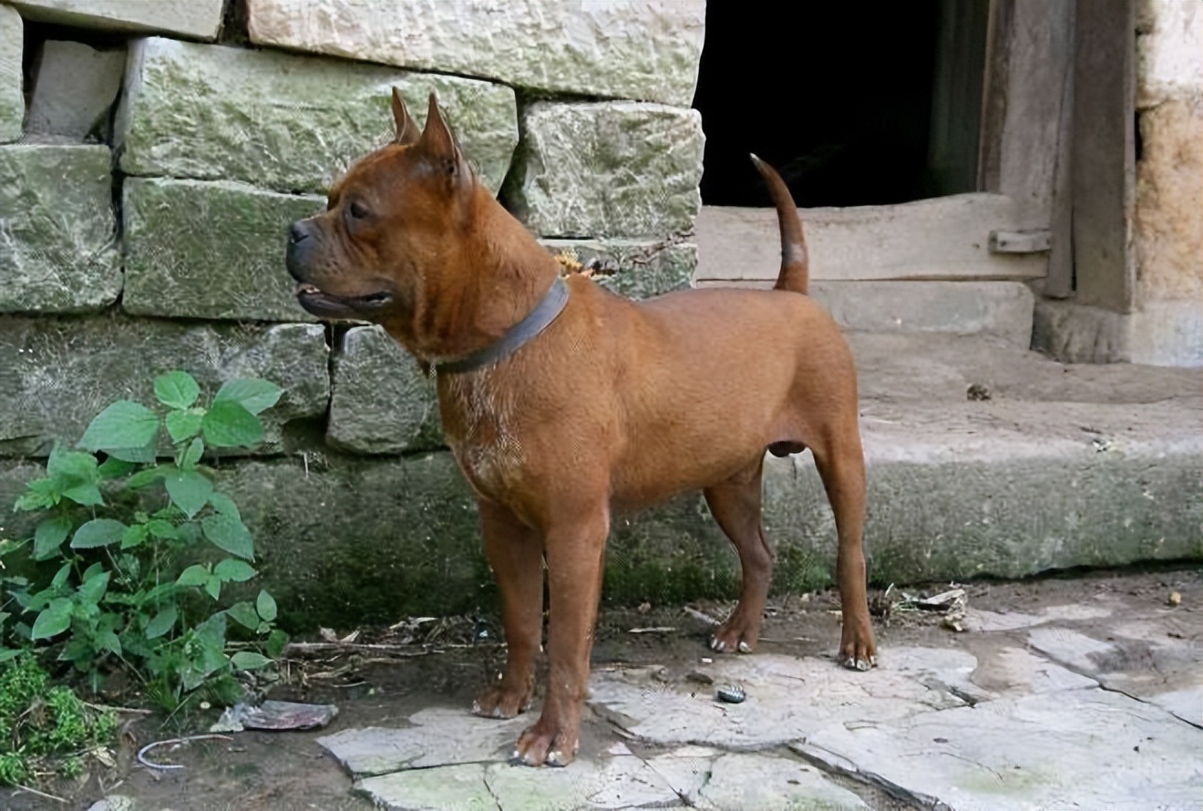 The famous Chinese dog - "Chuandong Hound", this is the pride of China ...