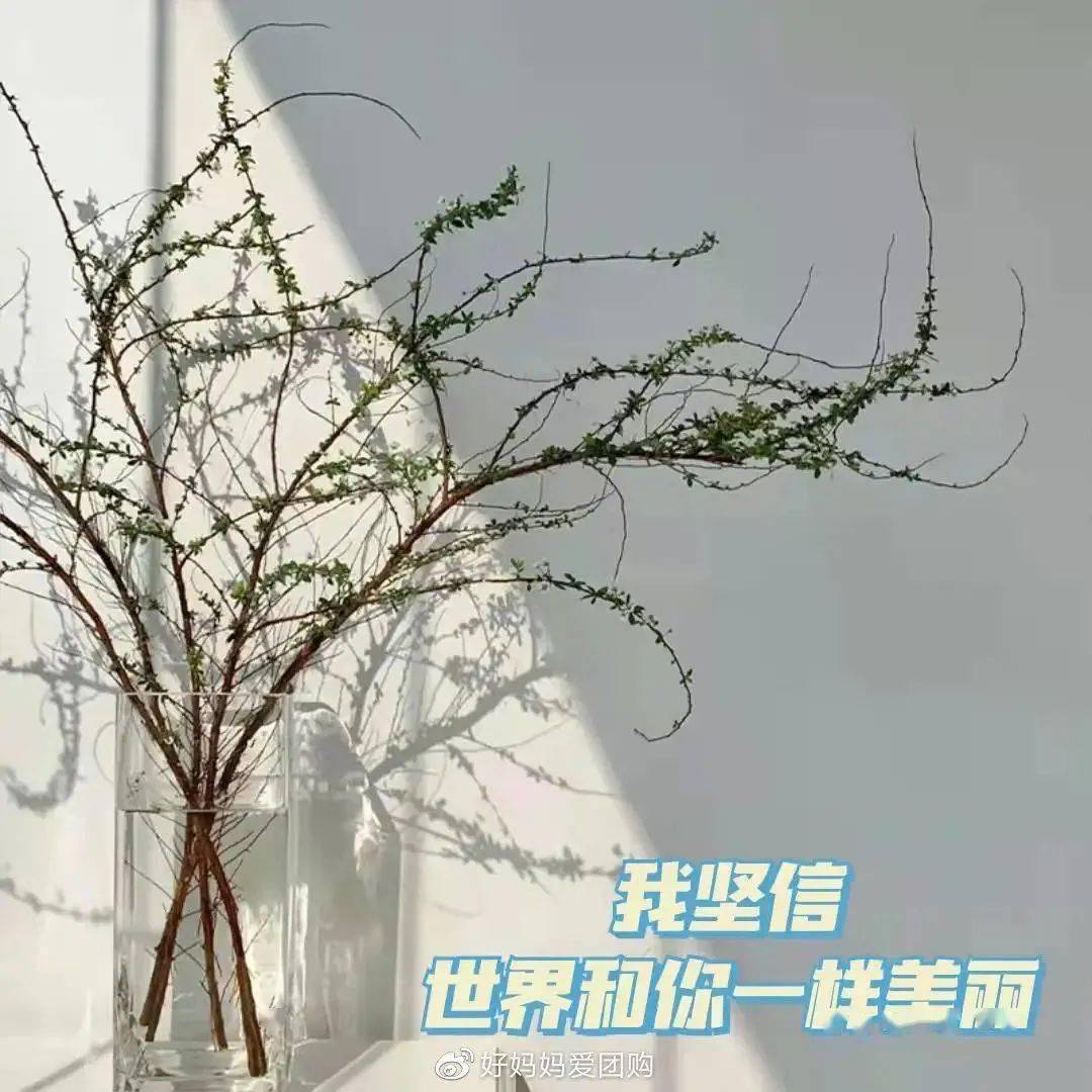 The dry branches of the snow willow are a must for the New Year when ...