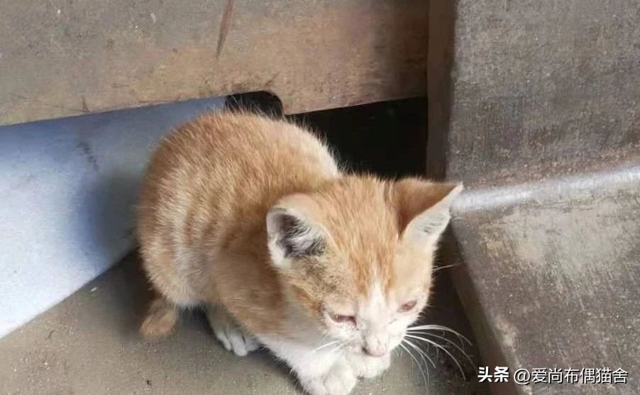 Rescue for stray cats—care for their lives with a professional attitude ...