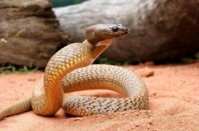 Top 10 Deadly Venomous Snakes In The World - iMedia
