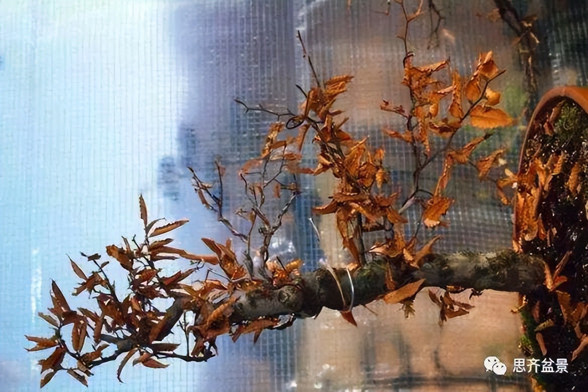 15 years of making a jungle bonsai from a straight, featureless tree ...