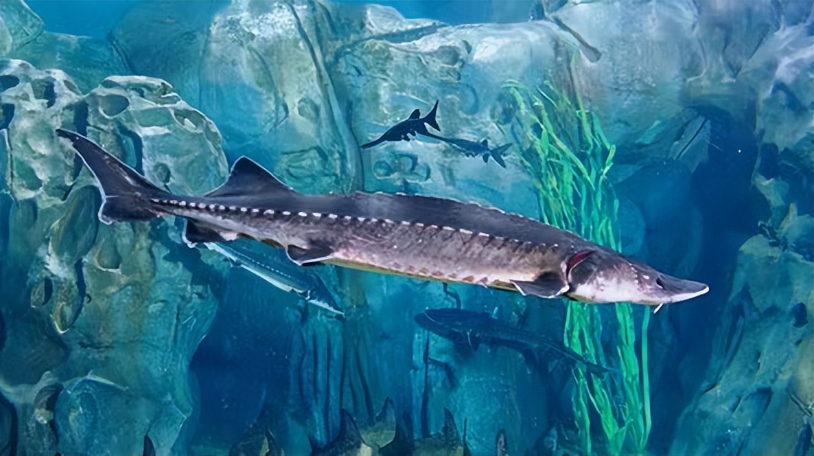 The crisis of precious creatures: Why is the Chinese sturgeon still ...