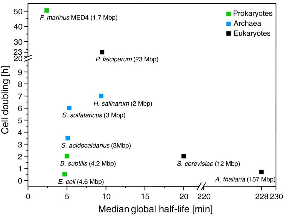 Decoding the molecular mechanism behind short RNA half-lives in the ...