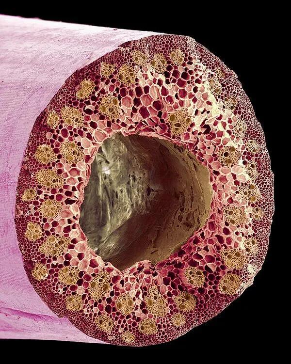 Incredible!16 rare pictures taken under the microscope - iNEWS