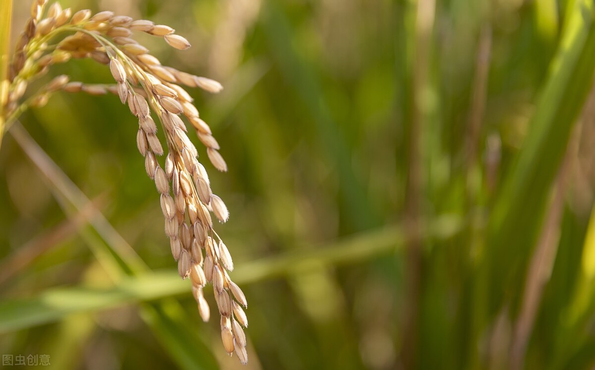 In October, the fortune exploded, auspicious stars shined, the career ...