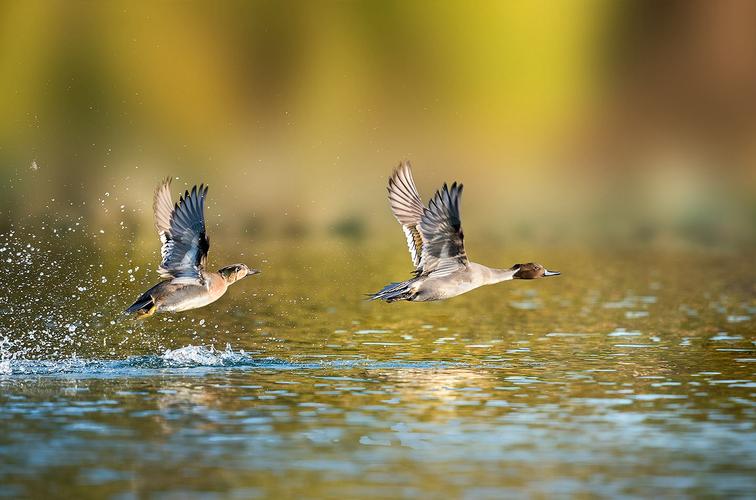 Ducks Flying Together - iMedia