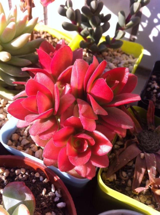 5 kinds of "bone ashes" are succulent, their appearance and vitality ...