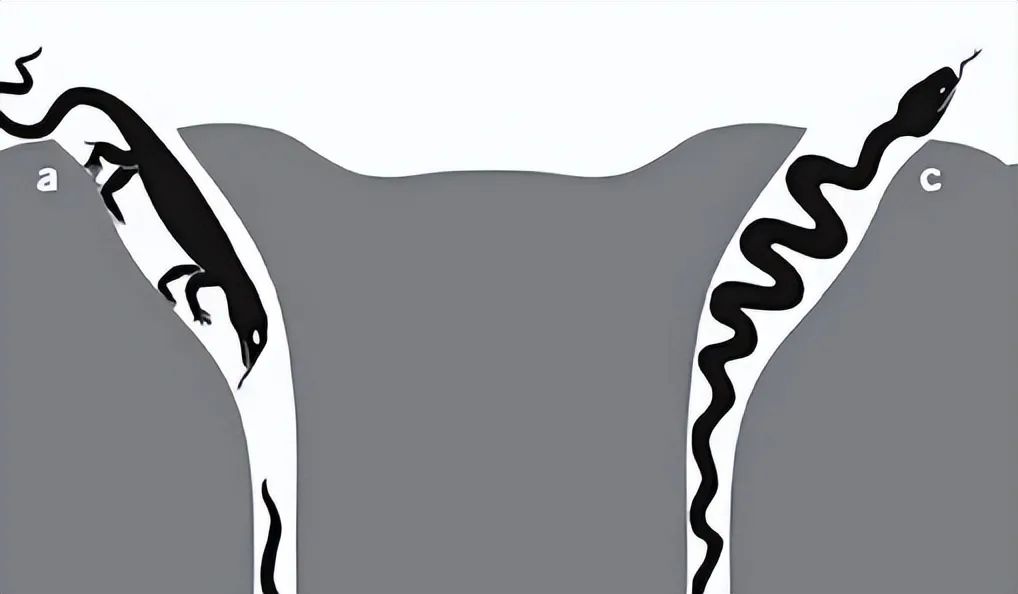 Why do snakes evolve their legs, is it really more advantageous to walk ...