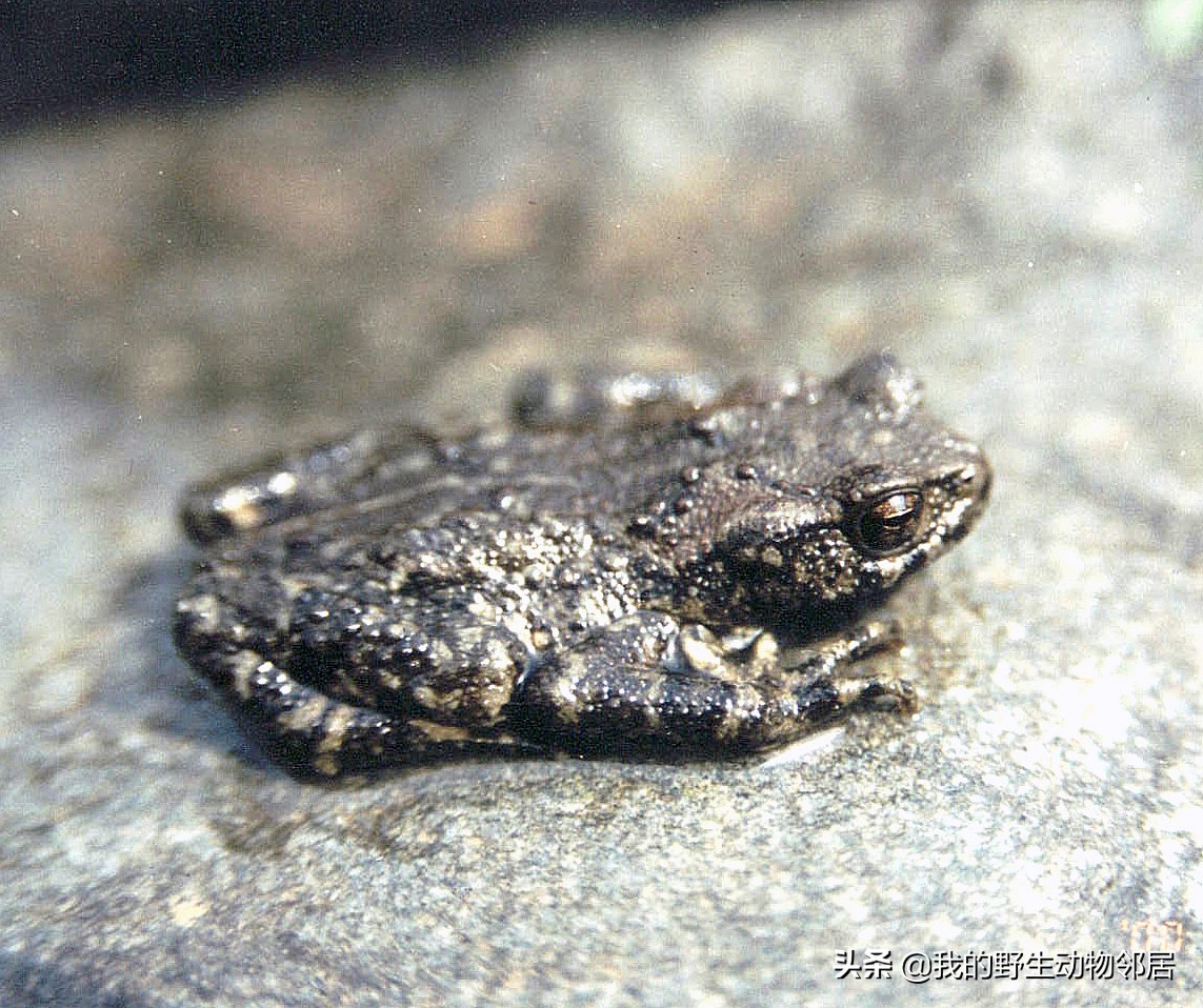 Rare toad - Stuart's Toad - iNEWS