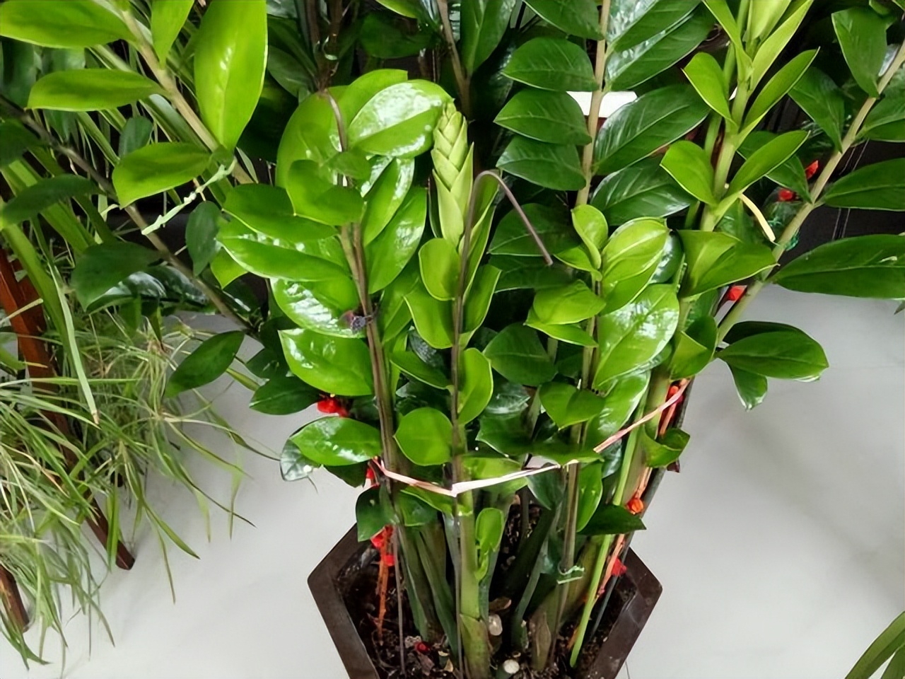 The old people often say that these 3 kinds of "wealthy flowers ...