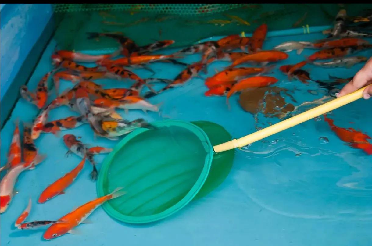 How to raise water first when raising fish? Teach you a few tricks to ...