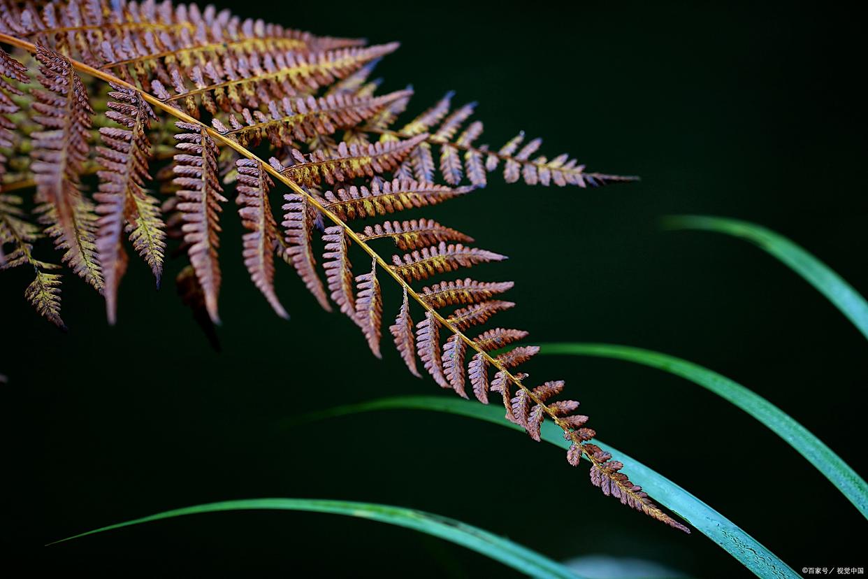 The curio bug is an insect that feeds on wood - iMedia