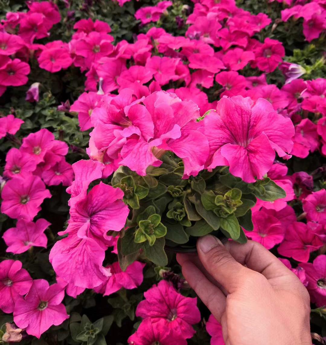 6 kinds of "short-lived flowers", after blooming, "it's useless", no ...