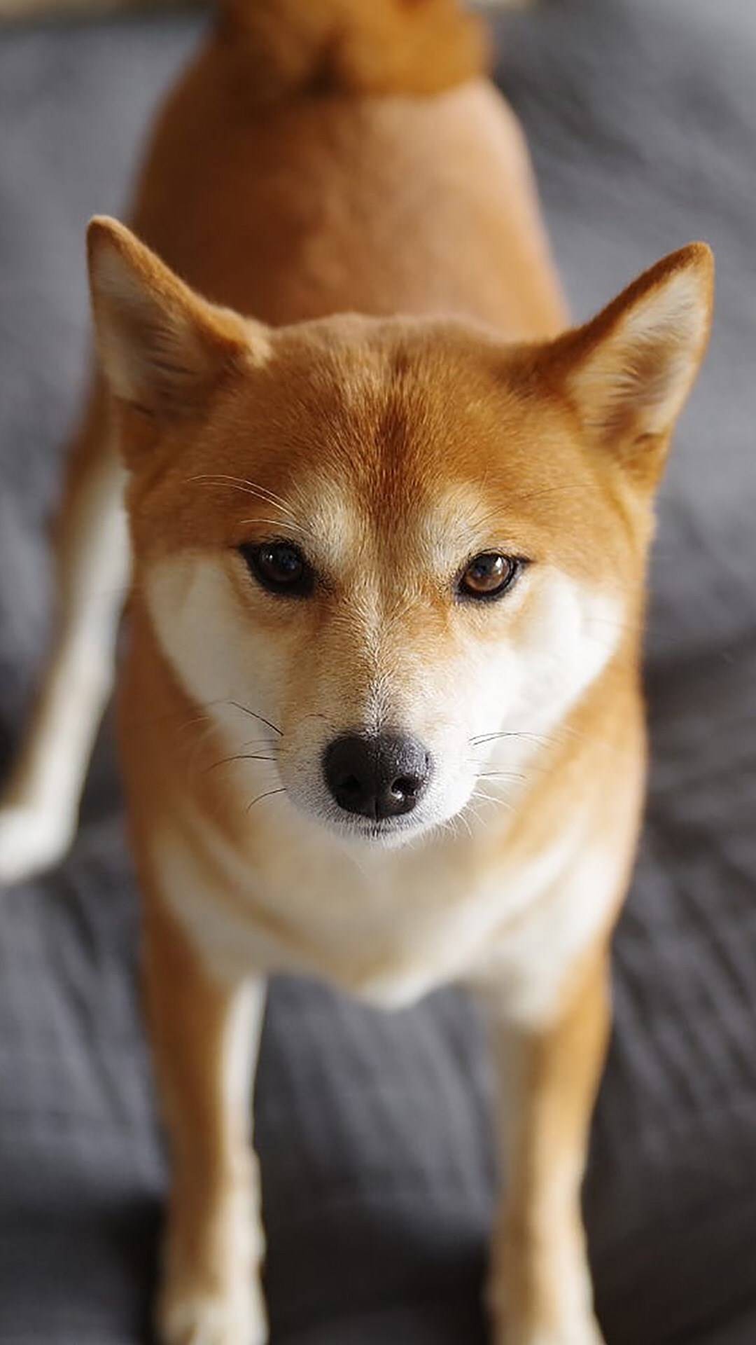 Shiba Inu always bites his own feet. The owner is puzzled. Let's see ...