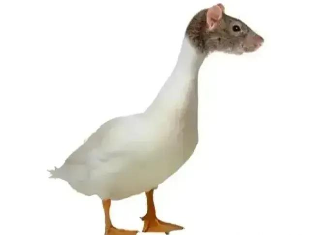 Commemorating the lost duck neck and rat body - the birth of the idiom ...