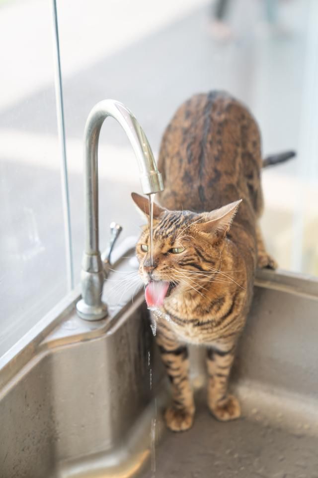 Cat owner's favorite: You can touch cats in this scenic spot, and there ...